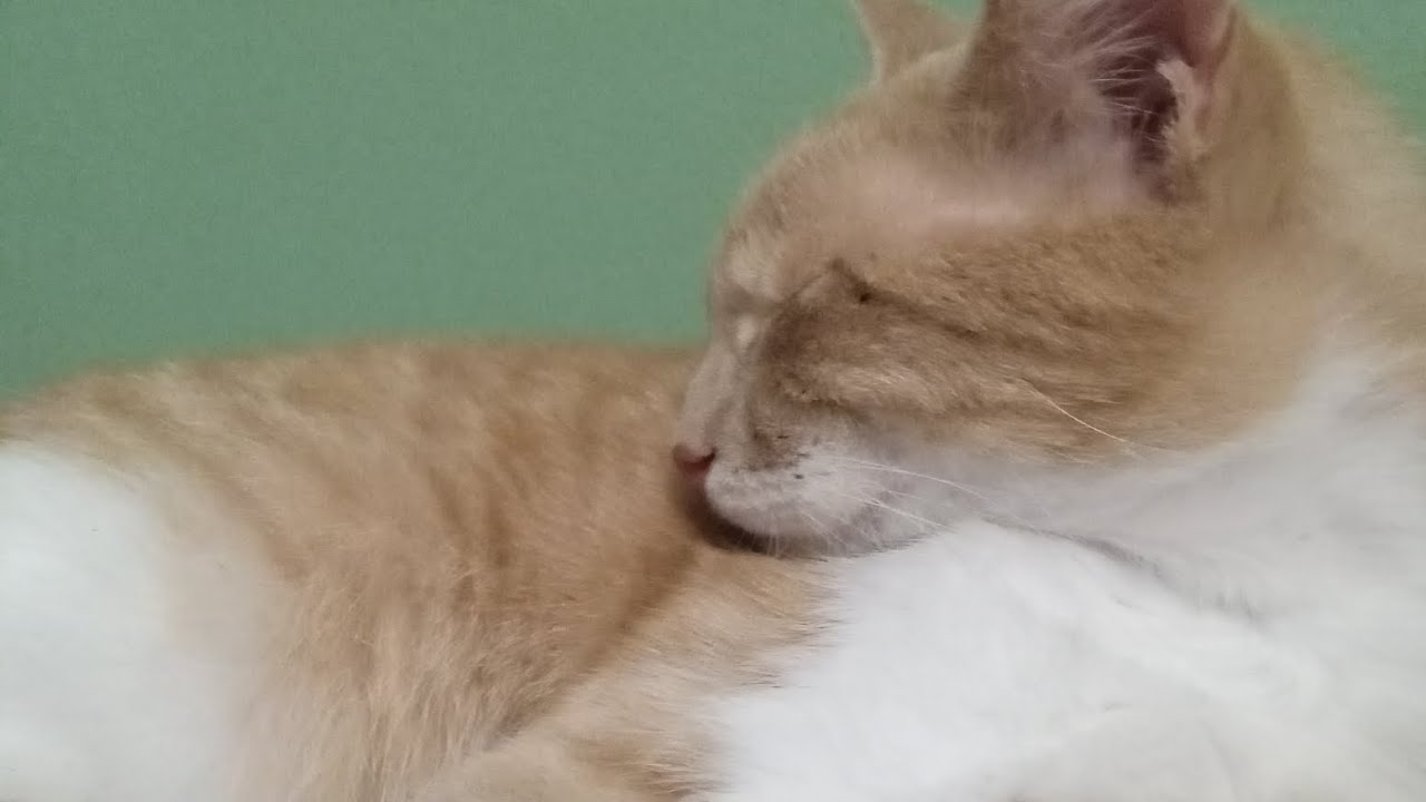 Cats (check description) - YouTube