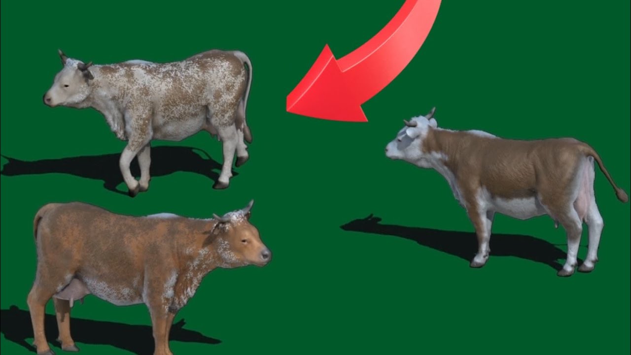 FREE COWS GREEN SCREEN VIDEO (no copyright) 🐮 - @bestgreen4417 - YouTube