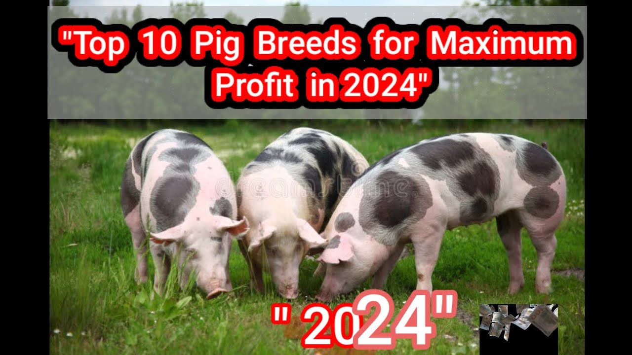 "Top 10 Pig Breeds for Maximum Profit in 2024"#pigindustry #pigs # ...