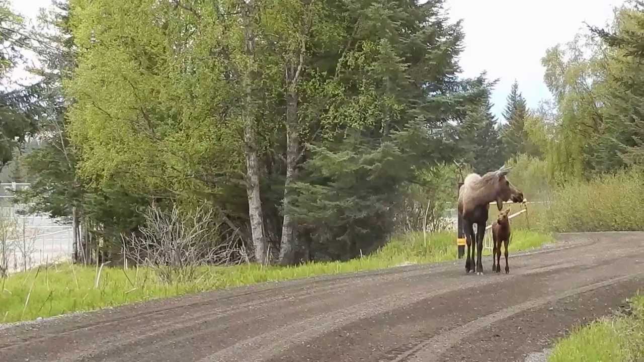 Moose Encounters - YouTube