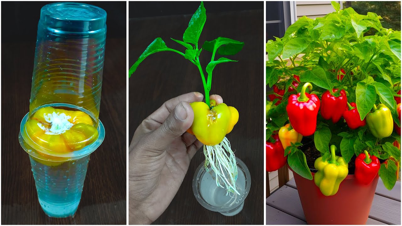 How to grow capsicum plant from capsicum at home 100% Success ...