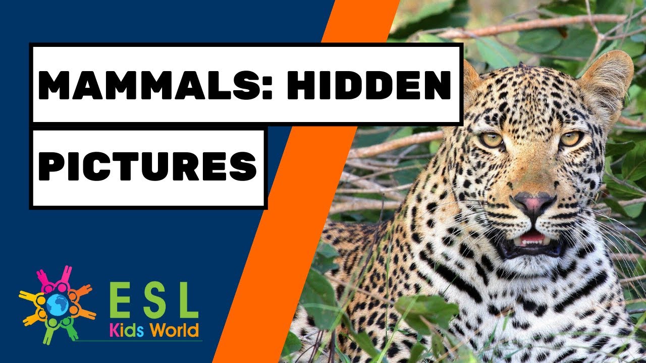 🦒Mammals Hidden Pictures | Find Animals with this Fun Game - YouTube