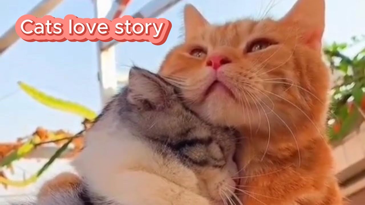 Cats love story - YouTube