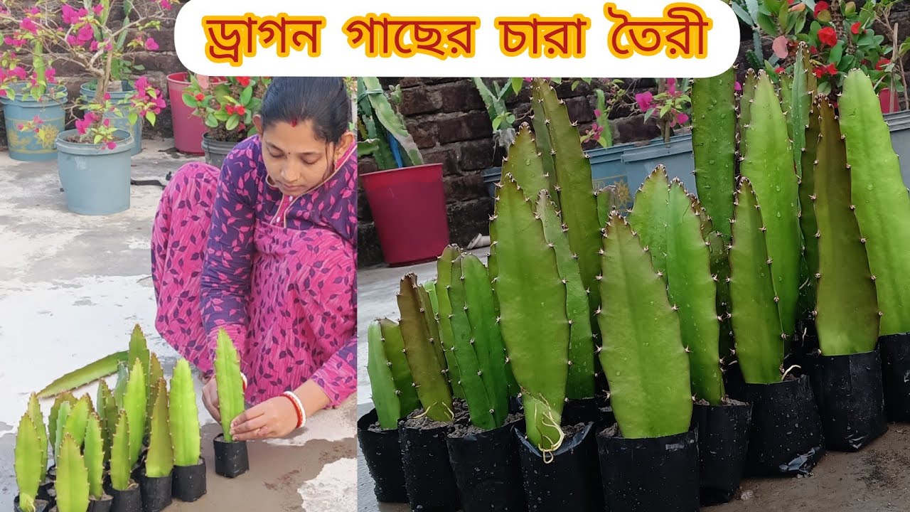 ড্রাগন গাছের চারা তৈরী# Dragon Tree#Sharmi sarkar vlogs - YouTube