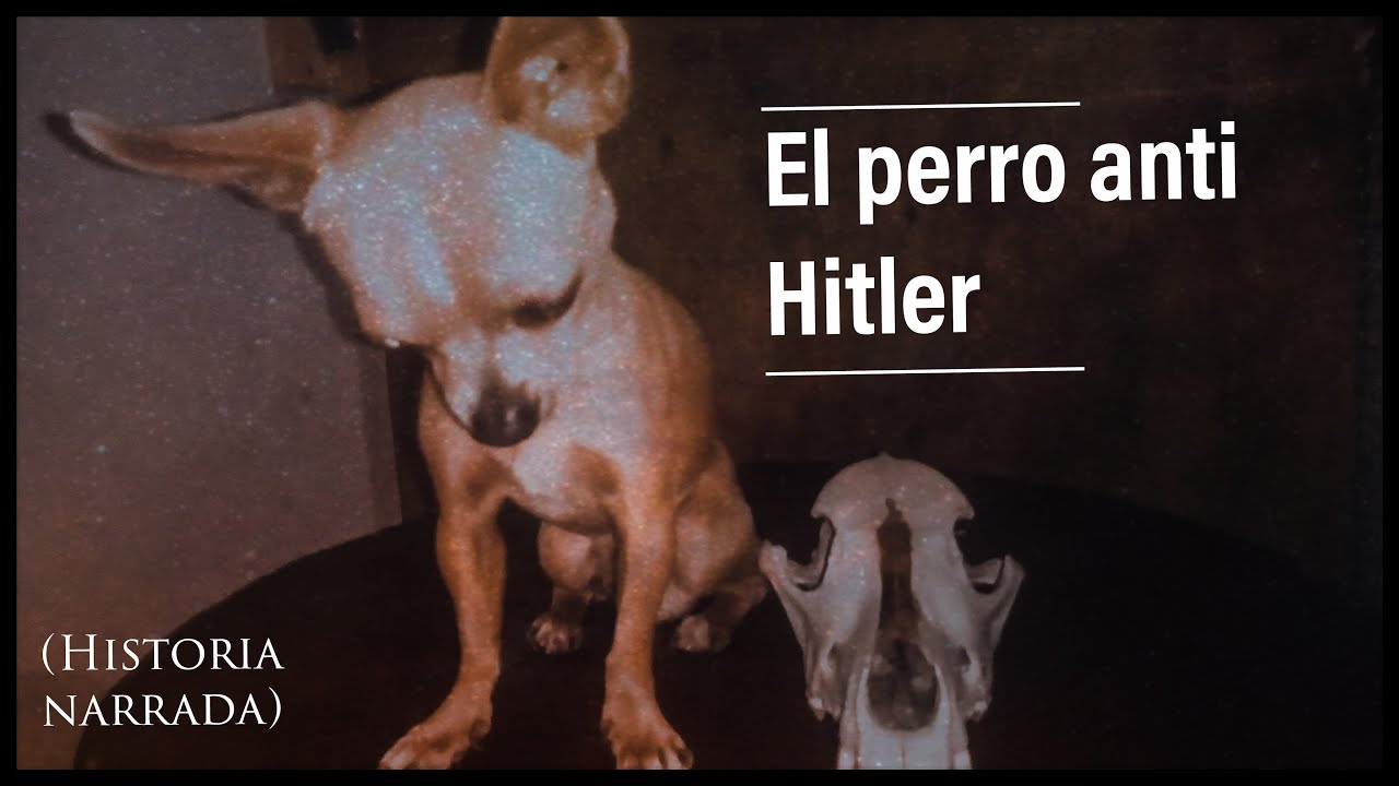 El perro anti Hitler. (Relató corto narrado) - YouTube