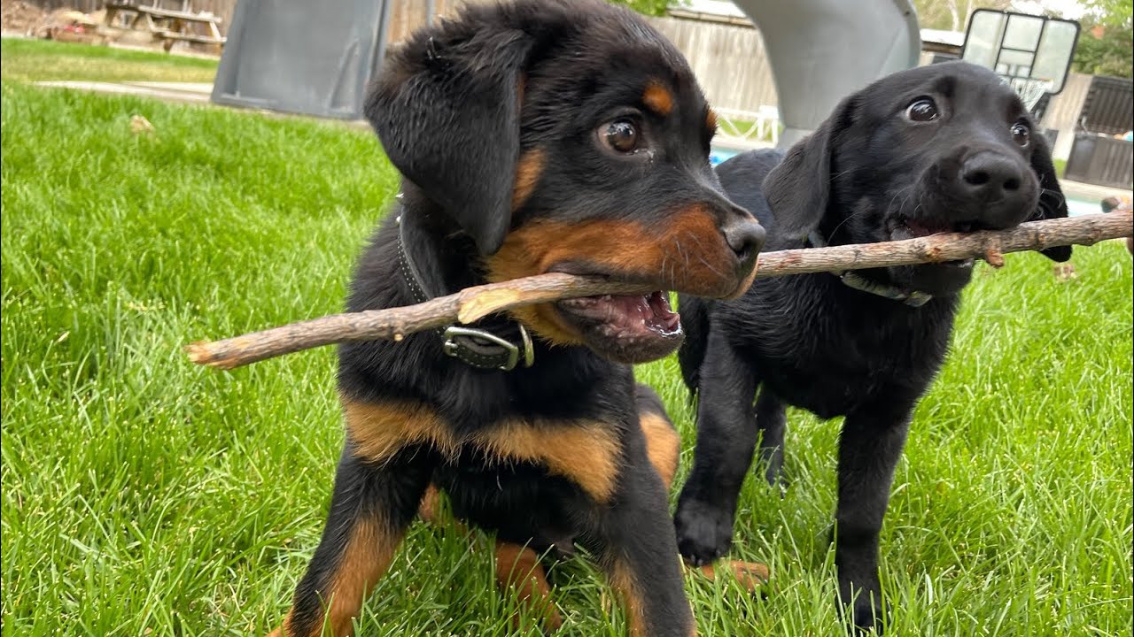 Rottweiler puppy vs Black Lab puppy - YouTube