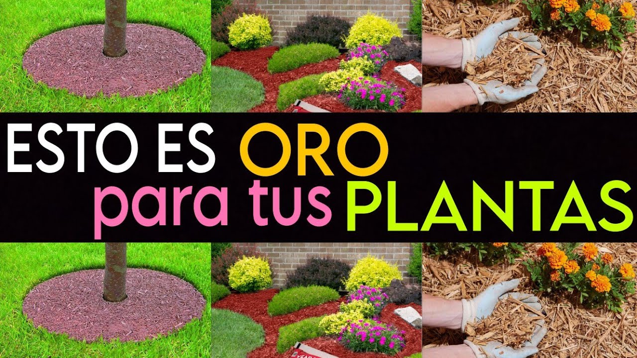 PROTEGE TUS PLANTAS con Mulching o Acolchado, Mantillo - YouTube