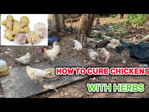 Chicken Disease And Treatment: Home Remedies For Sick Chickens - YouTube