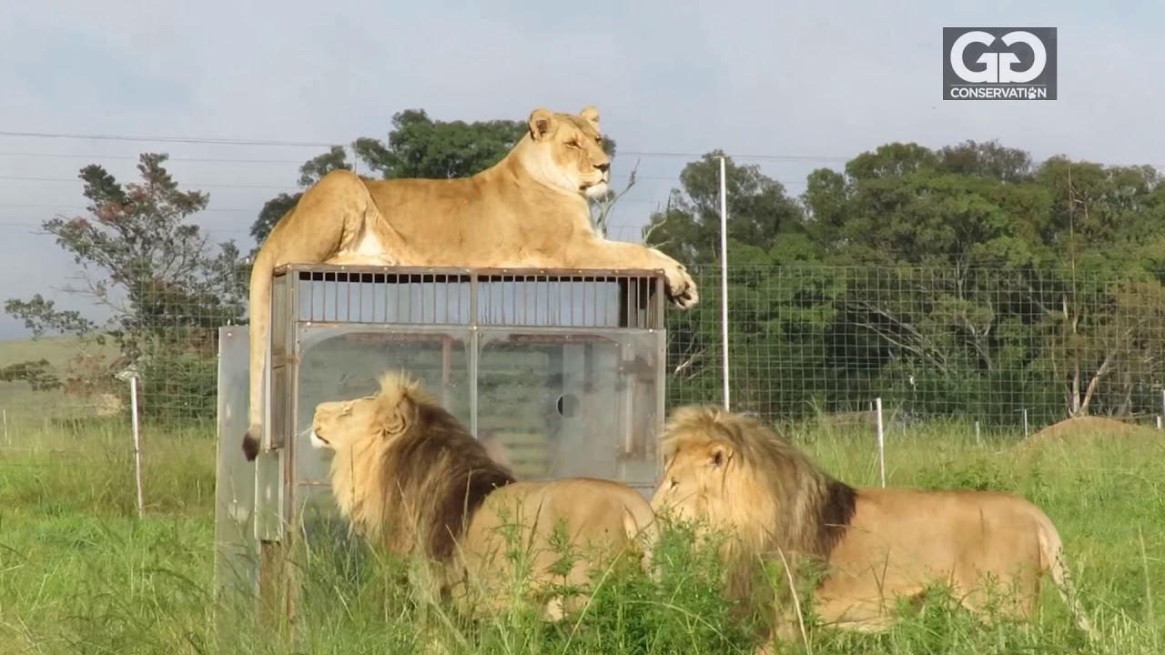 Human Lion Cage @ggconservation, South Africa - YouTube