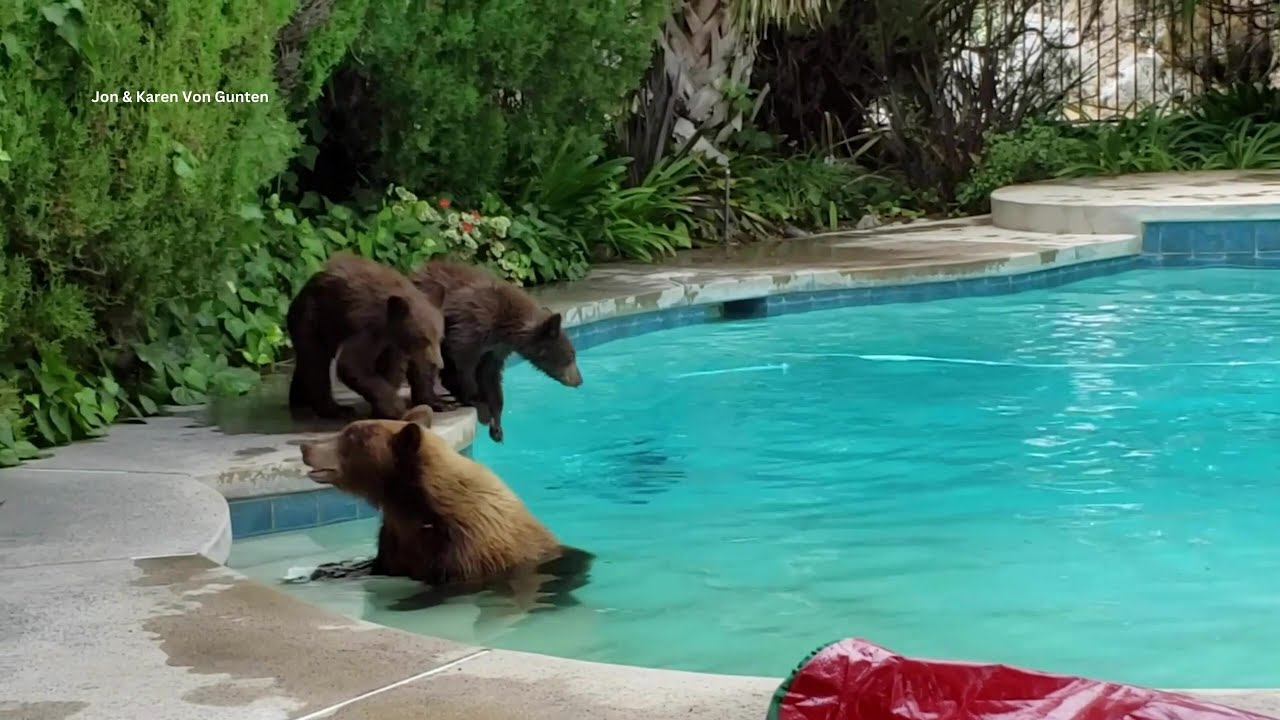 Video captures bear taking a dip in local swimming pool - YouTube