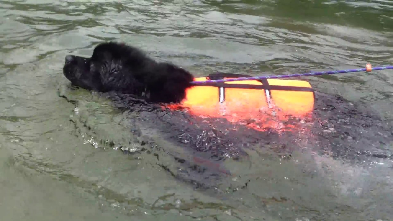 Newfoundland swimming in Marunuma - YouTube