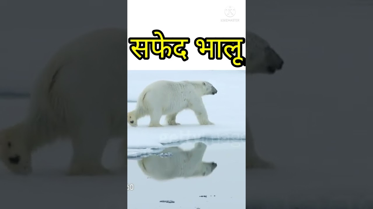 white bear, सफेद भालू,safed bhalu, व्हाइट बीयर Youtube shorts, youtube ...