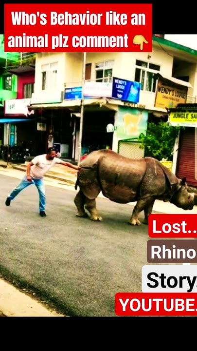 behavior MAN vs. RHINO #respect #wildlife #rhino #realvideo # ...