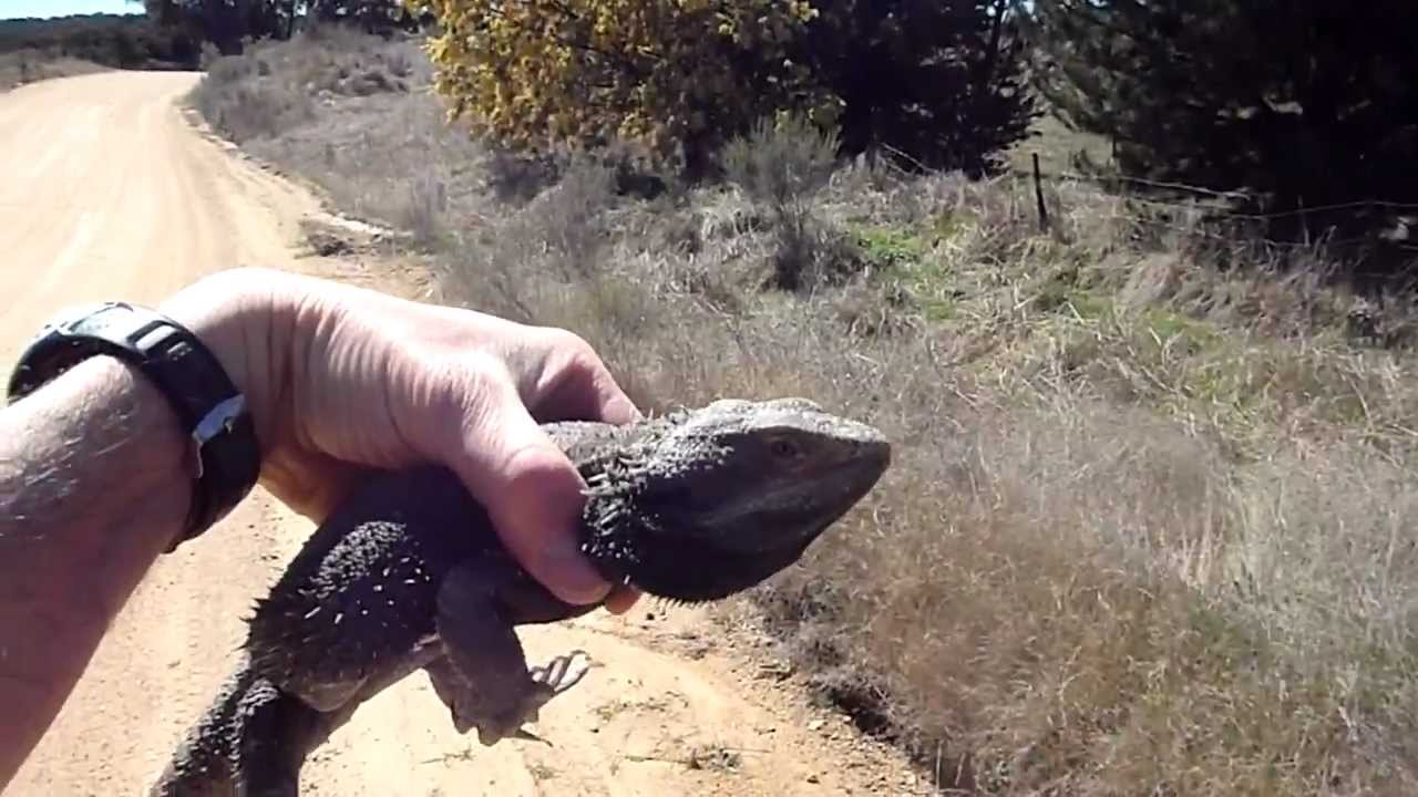 Wild Bearded Dragon # 2 - YouTube