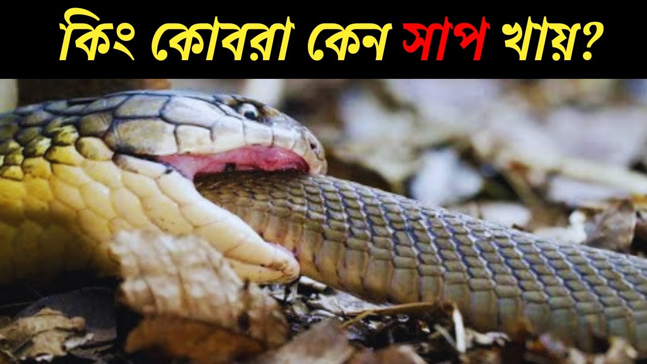 কিং কোবরা কেন অন্য সাপেদের খেয়ে ফেলে? কিং কোবরা VS রাসেল ভাইপার | King ...