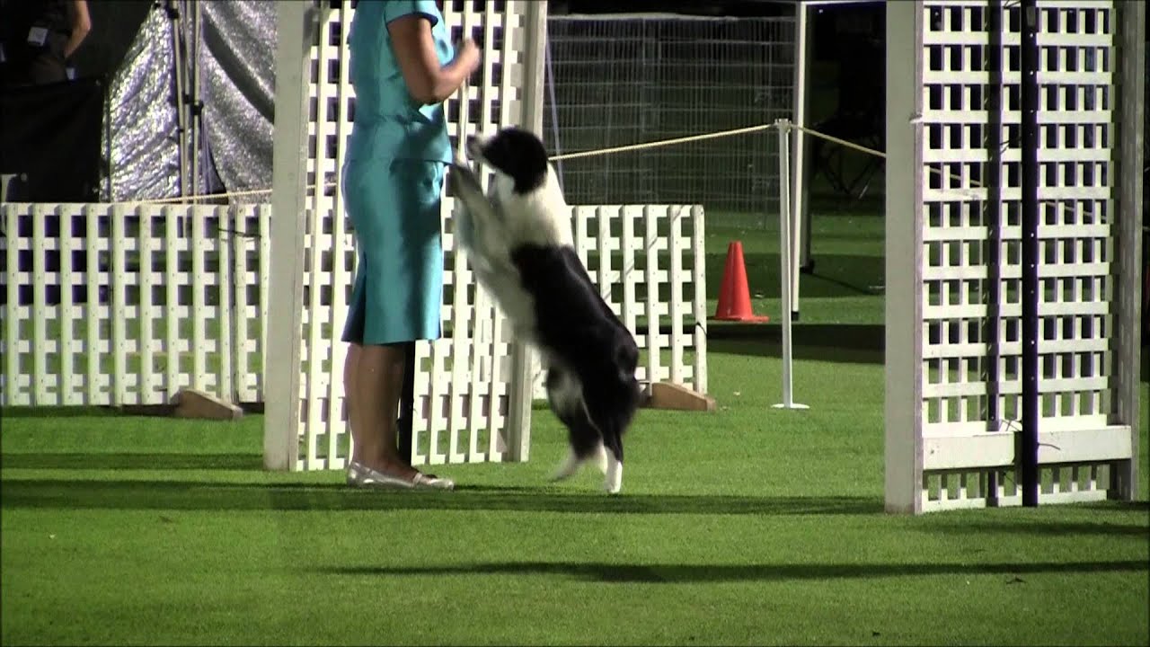 Western Classic 2014 - Border Collie - YouTube