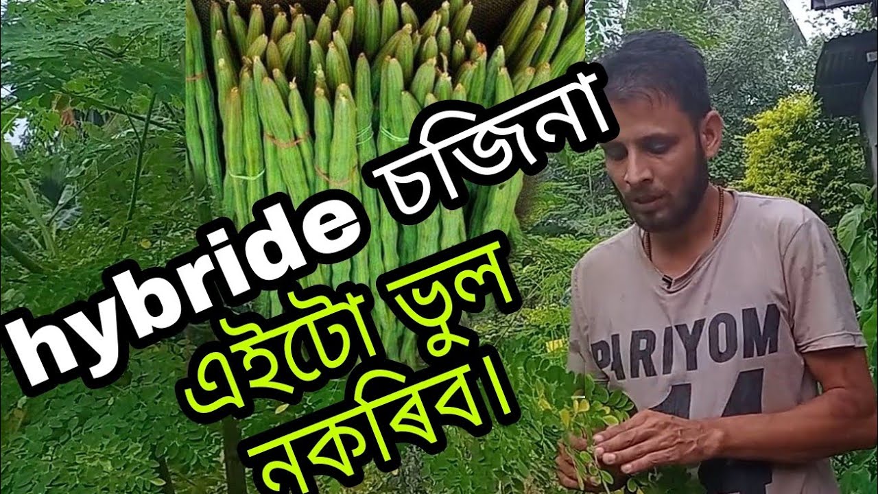 চজিনা খেতি যদি কৰিব বিচাৰে তেন্তে চাই লওক এবাৰ।moringa plant in Assam ...