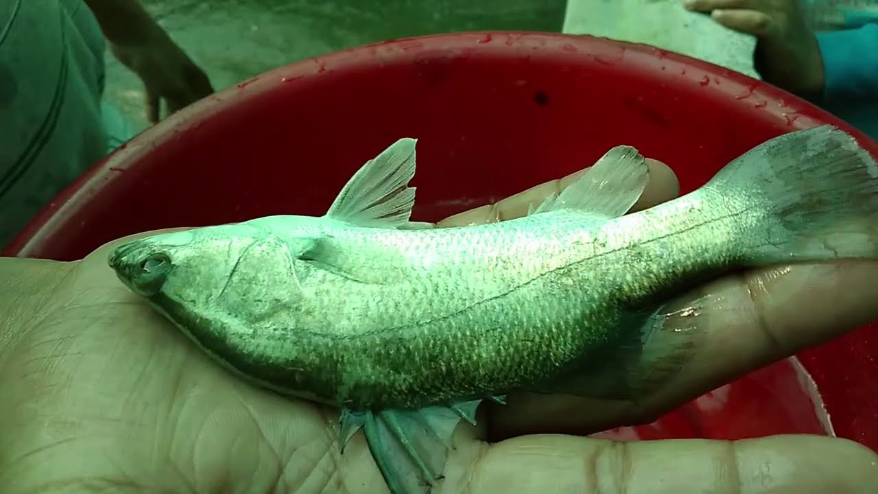 vetki Fish seeds - YouTube