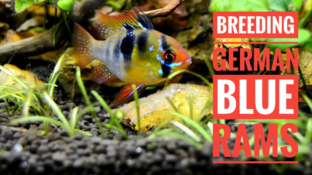Breeding German Blue Rams (Mikrogeophagus ramirezi) | RT Aquariums ...