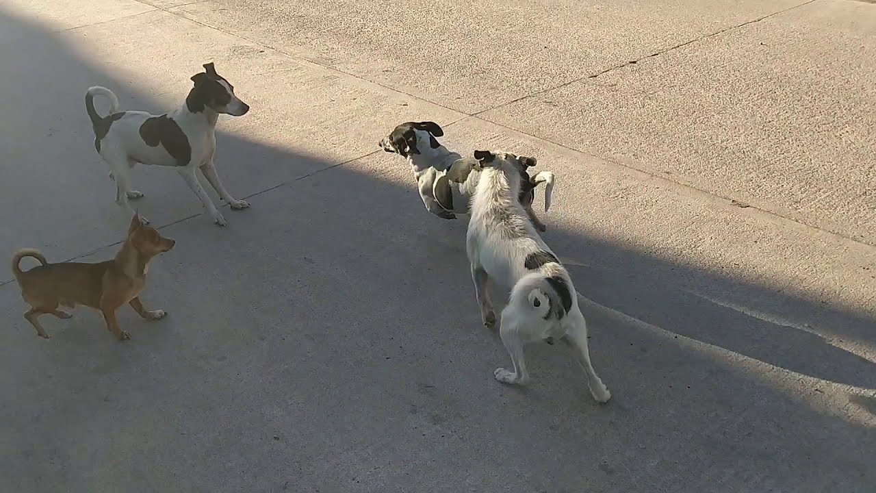 PERROS DIVERTIDOS APAREANDOSE 2020 🔥 - YouTube