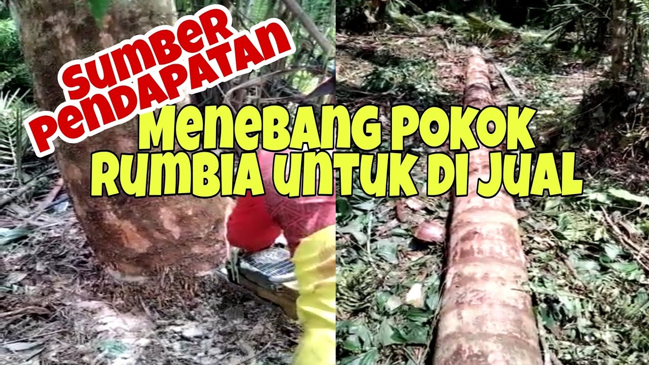 Menebang Pokok Rumbia Untuk Di Jual | Sumber Pendapatan. - YouTube