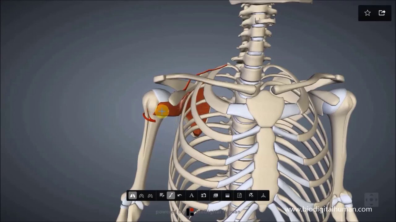 M. Subscapularis - YouTube