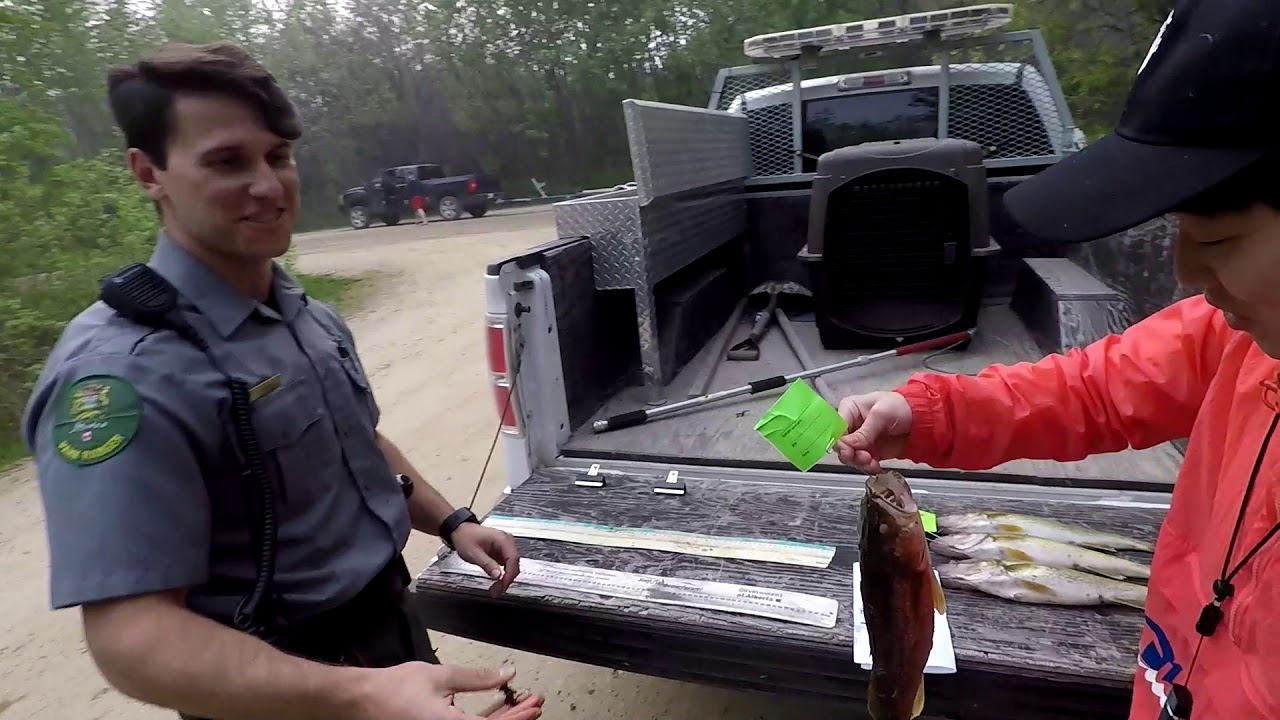 How to: catch early summer walleye! (fish seized by officers!) - YouTube