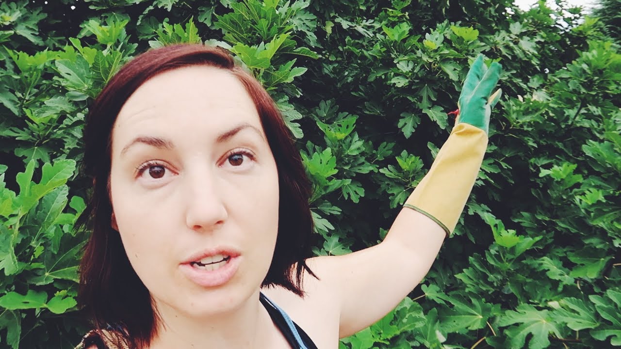 Early Morning FIG picking! - YouTube