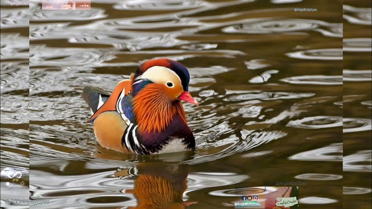Beautiful Golden Duck Sounds ️ Mallard Ducks 🏞🌊 Glowing Water 🦆🐥 *Quack Quack* Calm Singing Bird ...