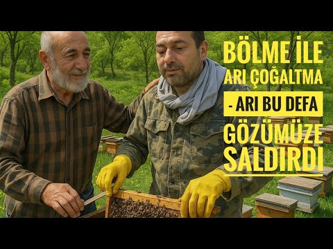 BÖLME YÖNTEMİ İLE ARI ÇOĞALTMA - ARI BU DEFA GÖZÜMÜZDEN SOKTU