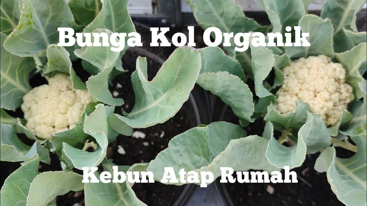 Panen Bunga Kol di Atap Rumah //Vid.317 @kuntarisudarko8095 - YouTube