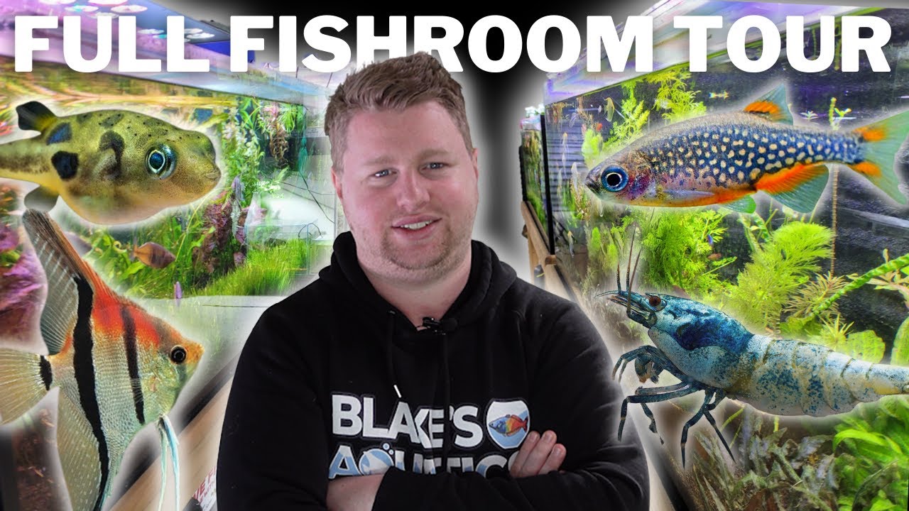 Blake's Aquatics Full Fishroom Tour - 46 Aquariums with Tanganyikans ...