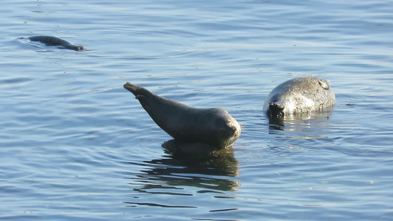 Harbor seals - Monterey, California - YouTube