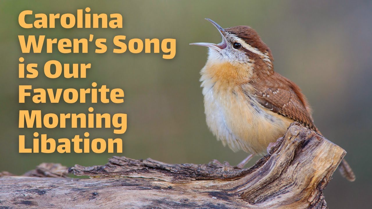 Carolina Wren s Song Is Our Favorite Morning Libation YouTube carolina-wren-s-song-is-our-favorite-morning-libation-youtube