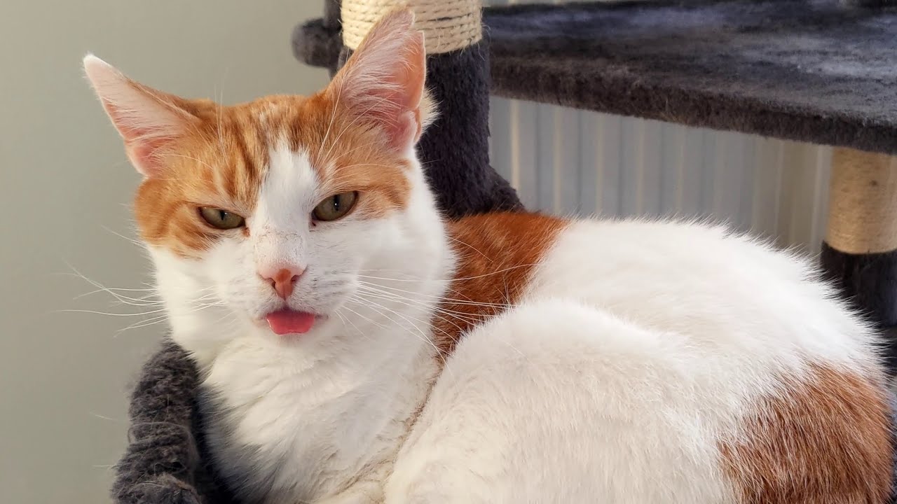 Blep | Cat Forgets His Tongue Out | 4K - YouTube