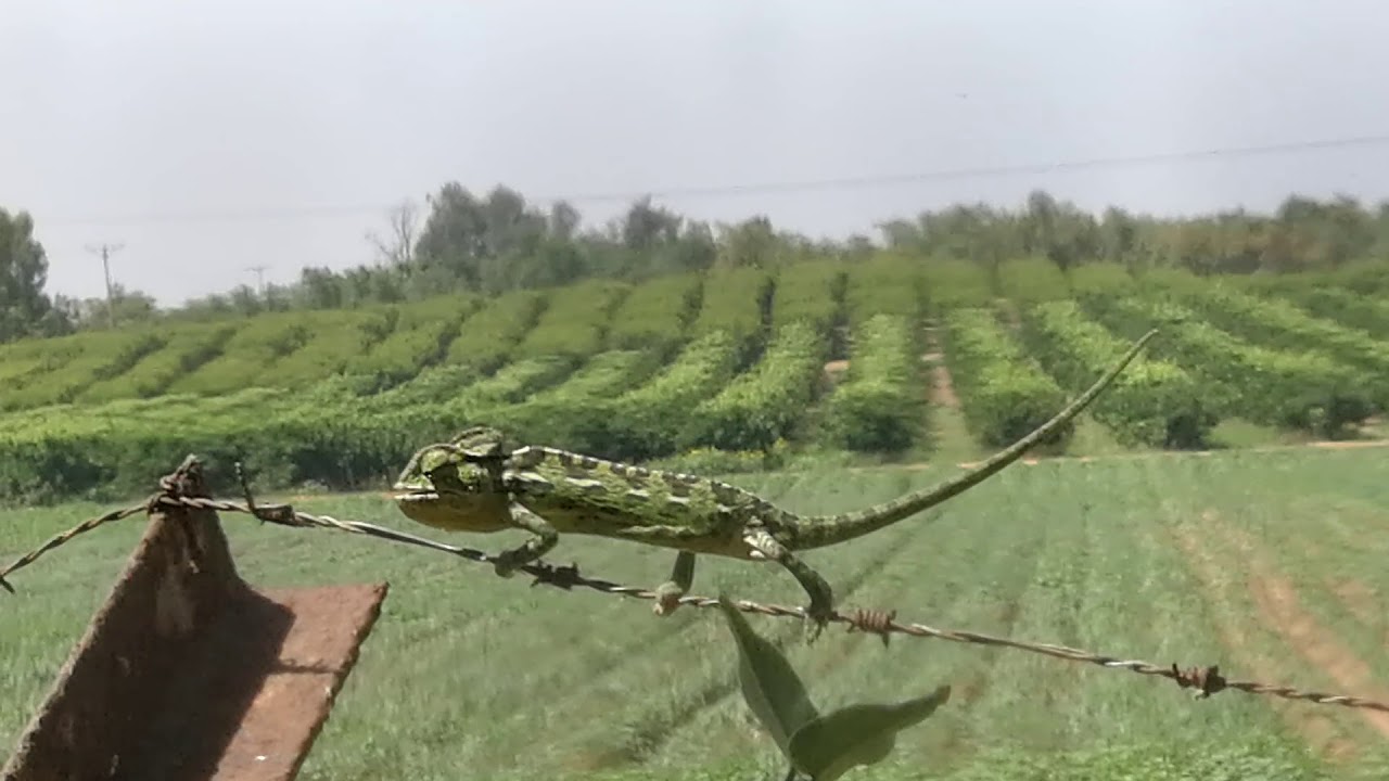 Dancing Chameleon - la danse du cameleon - YouTube