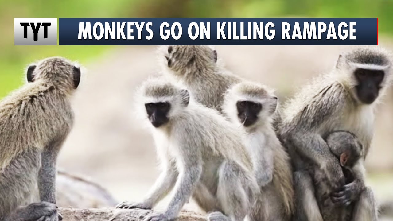 Monkeys Go On Killing RAMPAGE Targeting Puppies AND Kids - YouTube