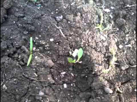 Холодостойкие шпинат.руккола.редис и мелисса - YouTube