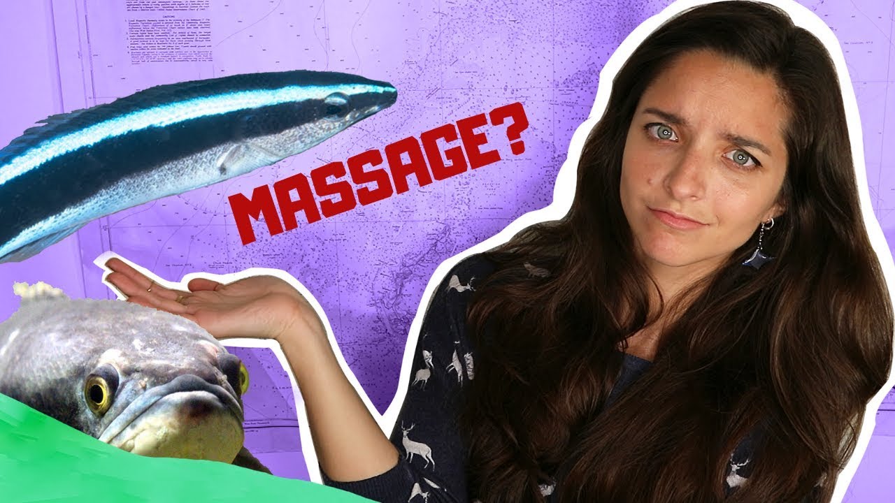 Why do fish give massages? - YouTube