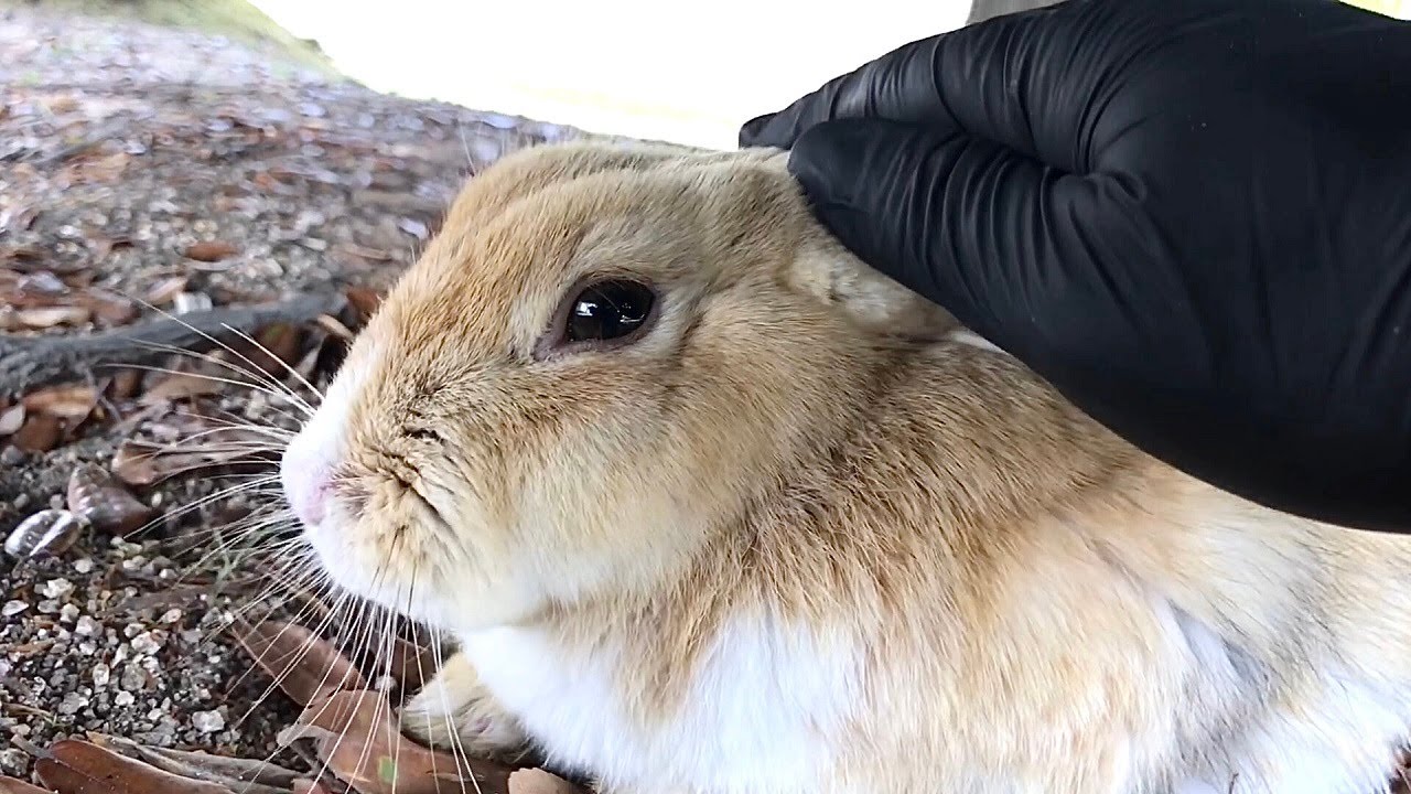 What happens when you pet a friendly rabbit? - YouTube
