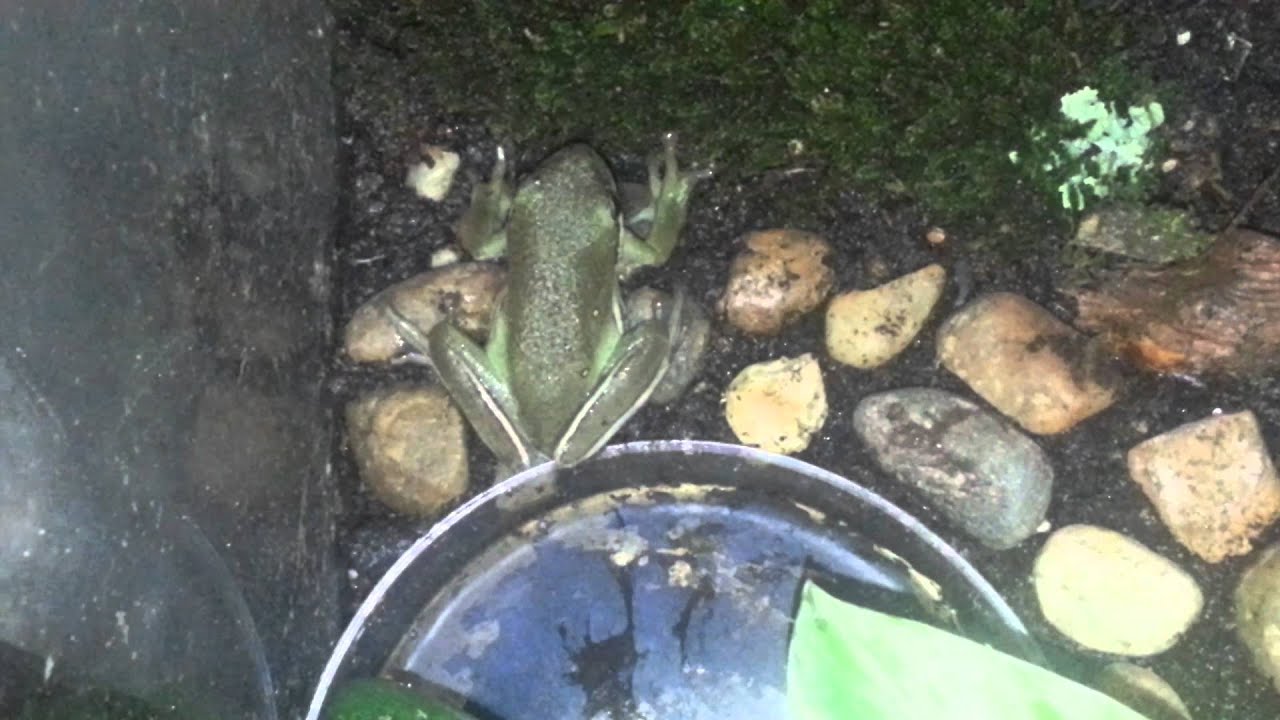 Wild frogs eat crickets - YouTube