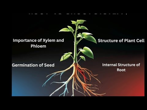 Root and Shoot System Explained | Ultimate Guide to Plant Growth ...