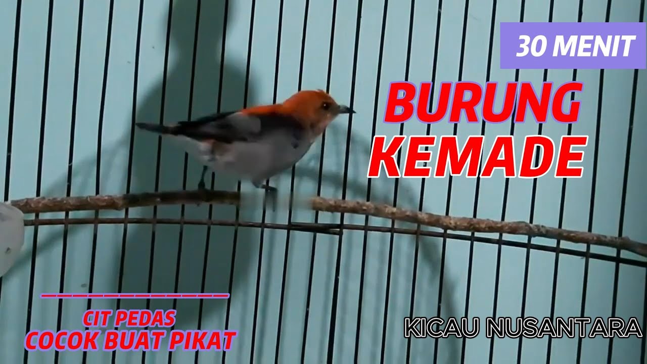 KEMADE GACOR ! Pancingan kemade anda pada pagi hari - YouTube