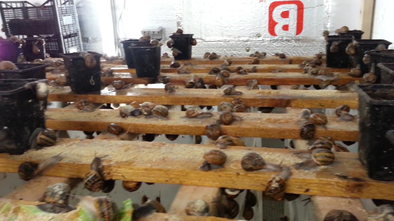 Snail farm breeding room,feeding.Kerry Escargot - YouTube