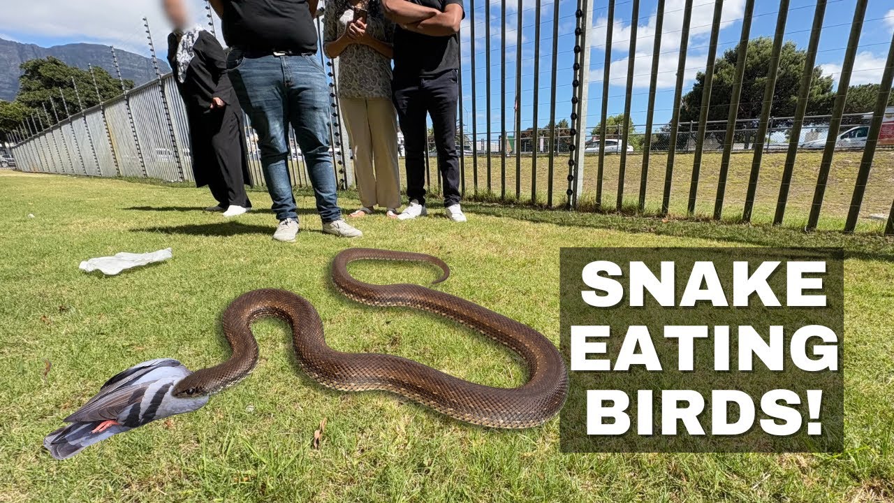 Snake Eating BIRDS. - YouTube