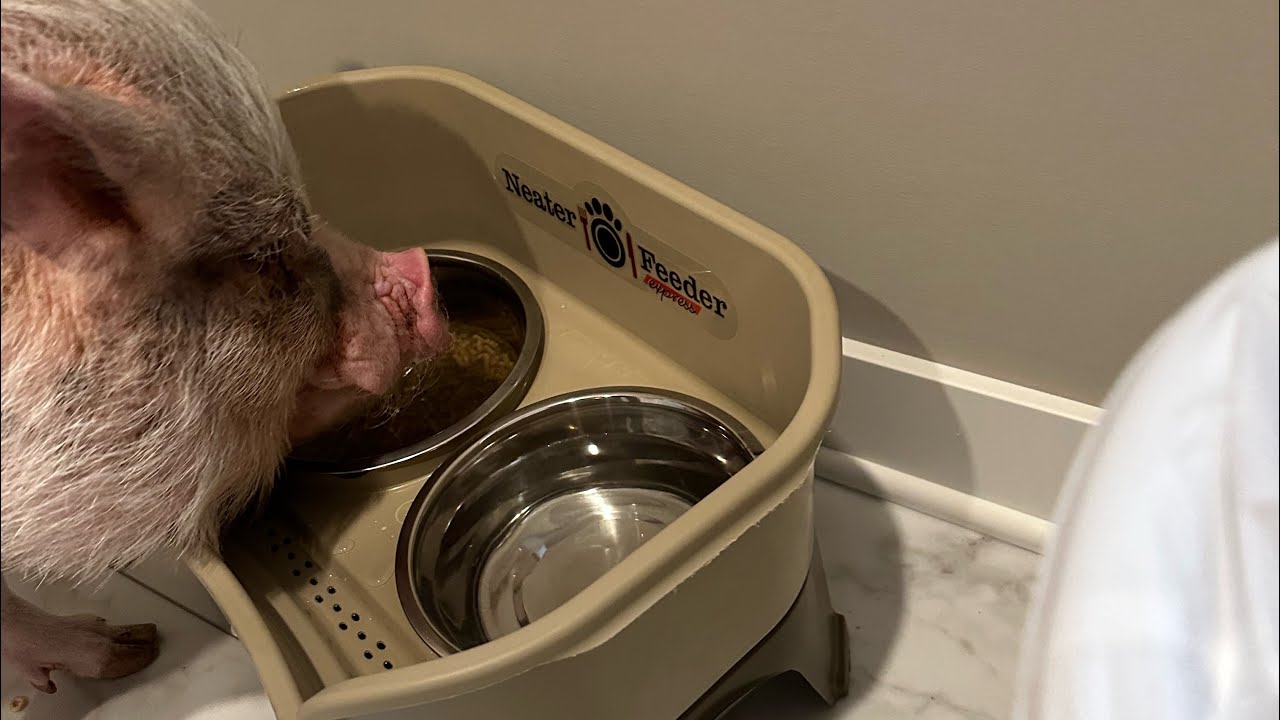 Hamlet the Mini Pig: New Food Dish - YouTube