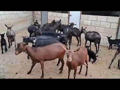 18-Baş Murçiano Qranada Kecileri Satilir   051_070(888-82-81) #keci #cepis #MurcianoQranada