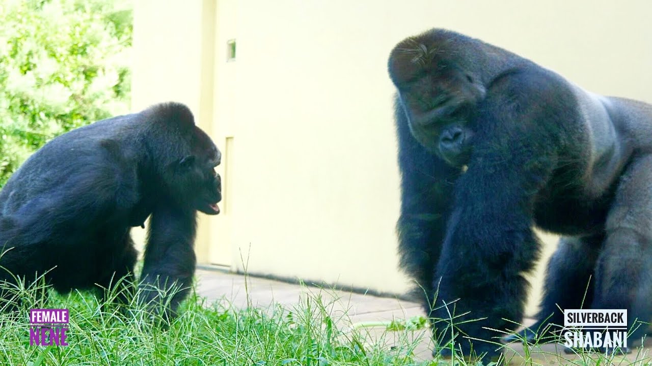 Oldest Female Gorilla Glares At Annoying Silverback Gorilla | The ...