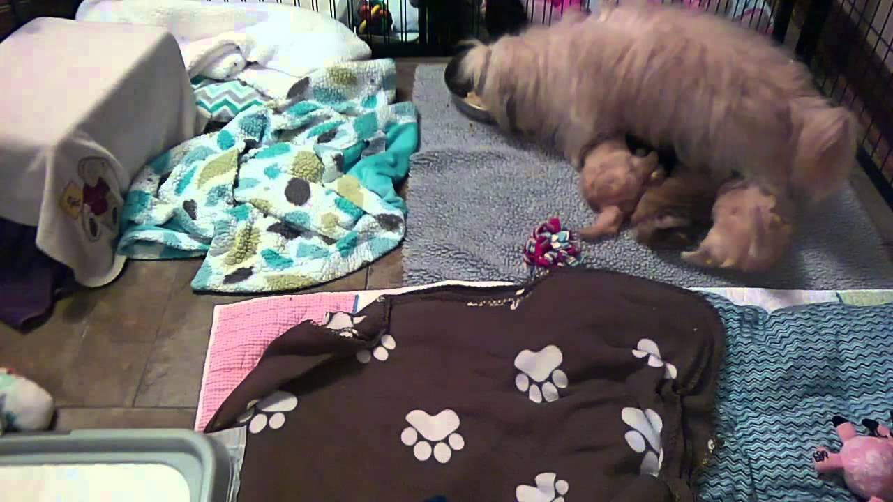 Adele Pups and Adele Eating - YouTube