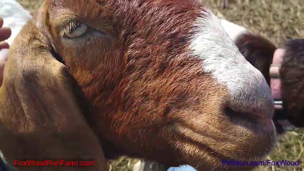 Goat Morning!!! - YouTube